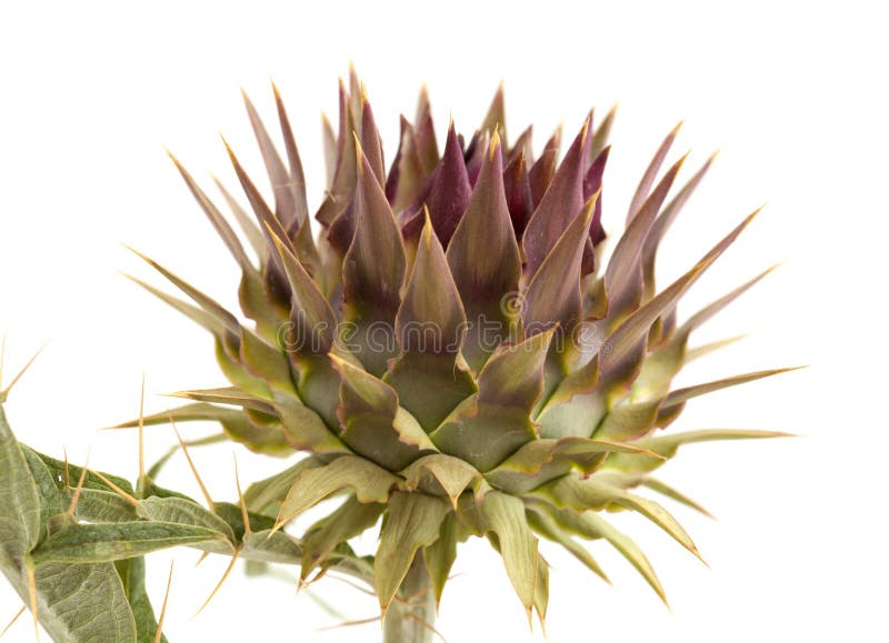 Cardone, Cynara Cardunculus, Aka Cardo Selvatico Del Carciofo, Cardone ...