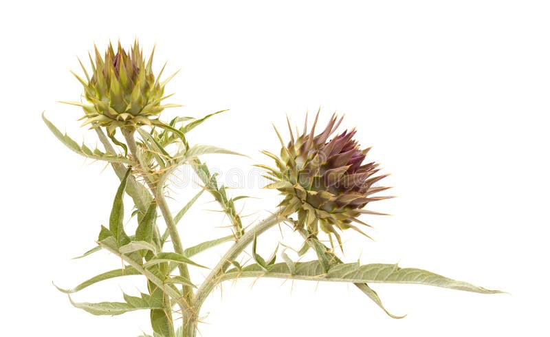Cardone, Cynara Cardunculus, Aka Cardo Selvatico Del Carciofo, Cardone ...