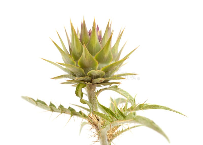 Cardone, Cynara Cardunculus, Aka Cardo Selvatico Del Carciofo, Cardone ...