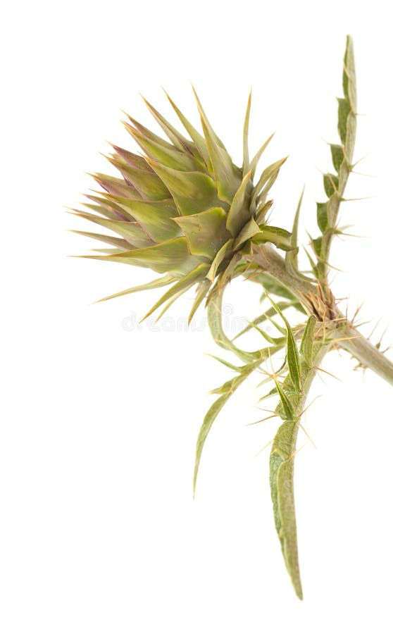 Cardone, Cynara Cardunculus, Aka Cardo Selvatico Del Carciofo, Cardone ...