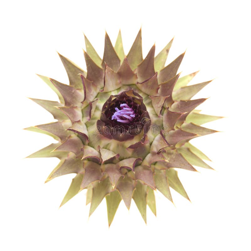 Cardone, Cynara Cardunculus, Aka Cardo Selvatico Del Carciofo, Cardone ...