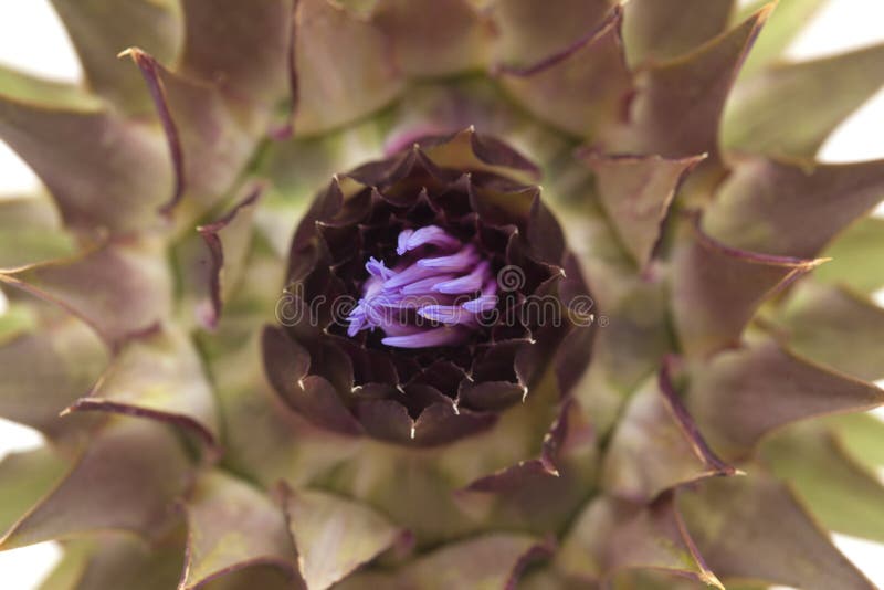 Cardone, Cynara Cardunculus, Aka Cardo Selvatico Del Carciofo, Cardone ...