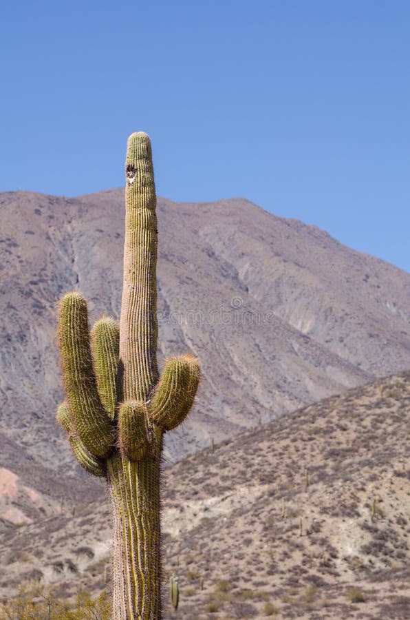 Cardones stock photo. Image of reserve, natural, destination - 74212910