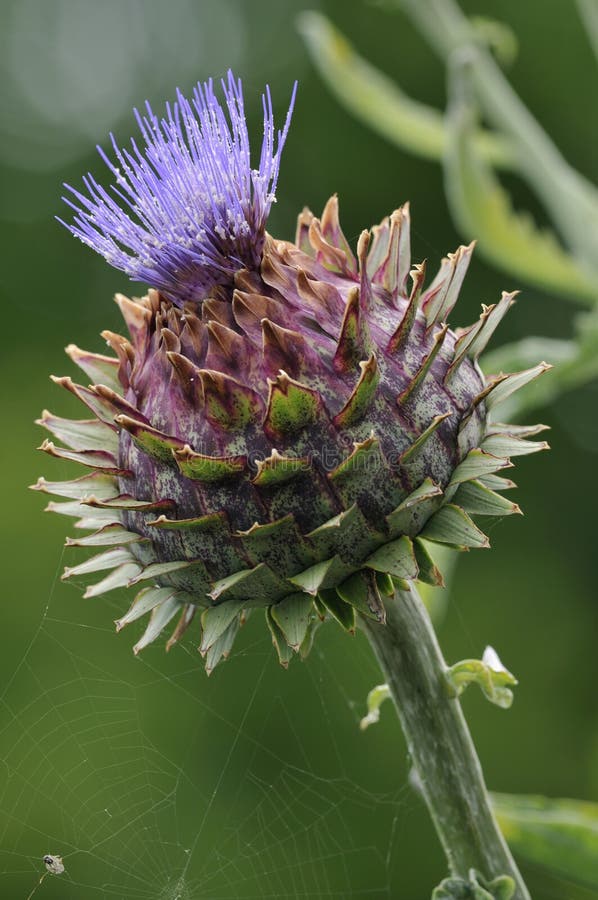 Cardoon Artichoke stock photo. Image of carduni, cardi - 5760370