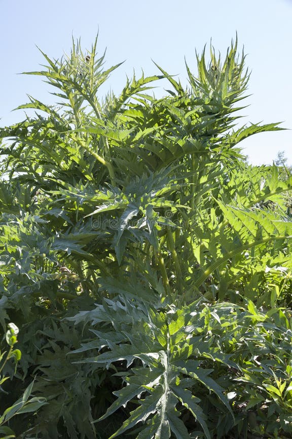 Cardoon plant stock photo. Image of cardunculus, plant - 56313372