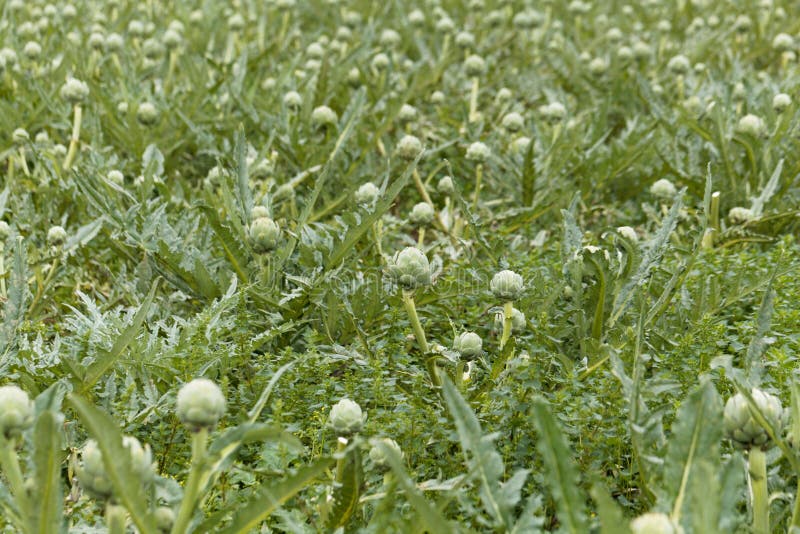 Cardoon plants in a field. stock image. Image of natural - 99788199