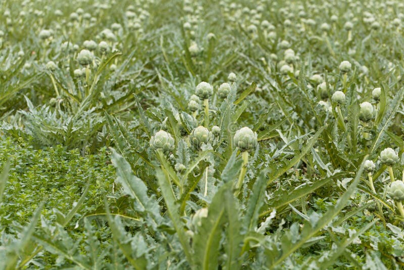 Cardoon plants in a field. stock photo. Image of leaf - 99788486