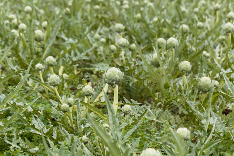 Cardoon plants in a field. stock photo. Image of food - 99788652