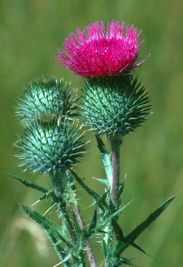 Cardos imagen de archivo. Imagen de planta, flora, california - 3469143