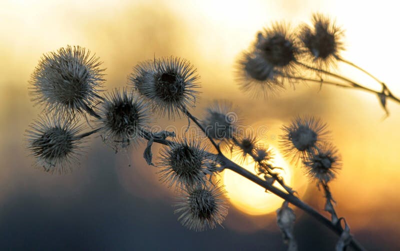 Cardos y sol secos foto de archivo. Imagen de planta - 11186444