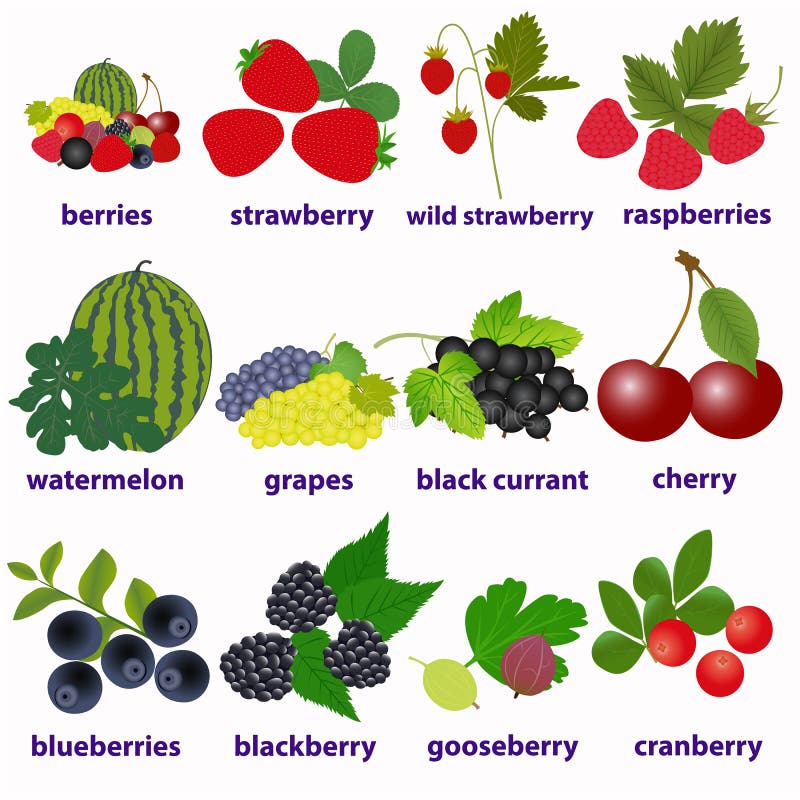 Cards for Learning English with Berries Stock Illustration ...