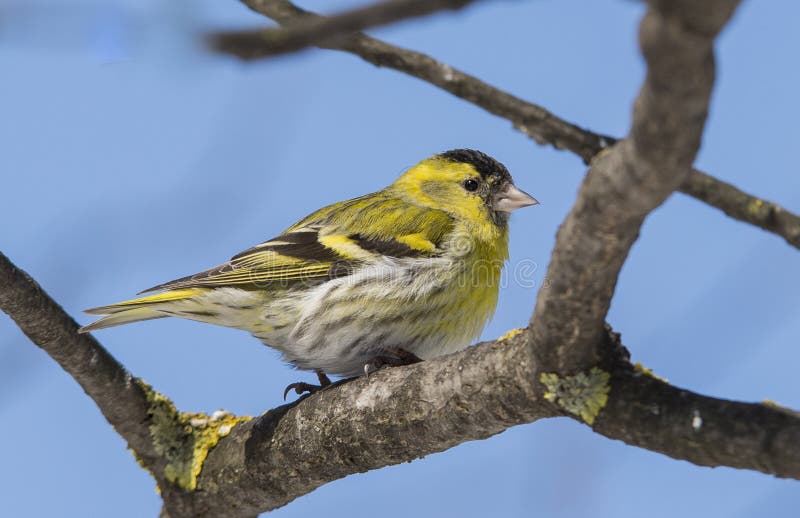 Carduelis spinus stock image. Image of bird, natural - 112949151