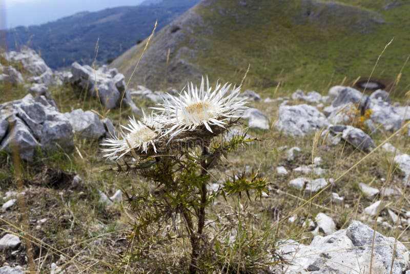 Cardus de Carlina Acaulis foto de stock. Imagem de acaulis - 107273596