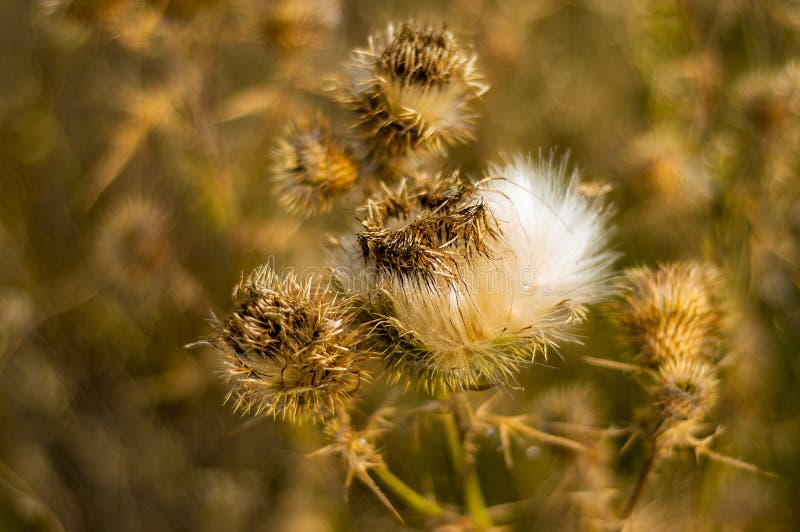 Carduus stock image. Image of background, pink, foliage - 26785887