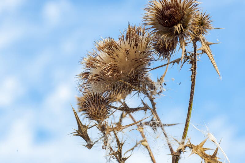 Carduus stock image. Image of background, plant, flower - 28361767