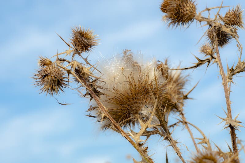 Carduus stock image. Image of plant, green, sharp, herb - 28371521