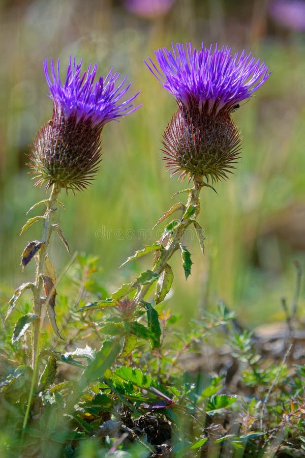 Carduus crispus stock image. Image of purple, inflorescence - 195675141
