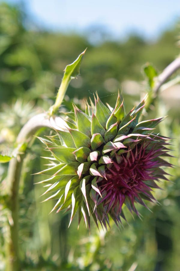 Carduus nutans stock image. Image of thoermeri, weinm - 41007185