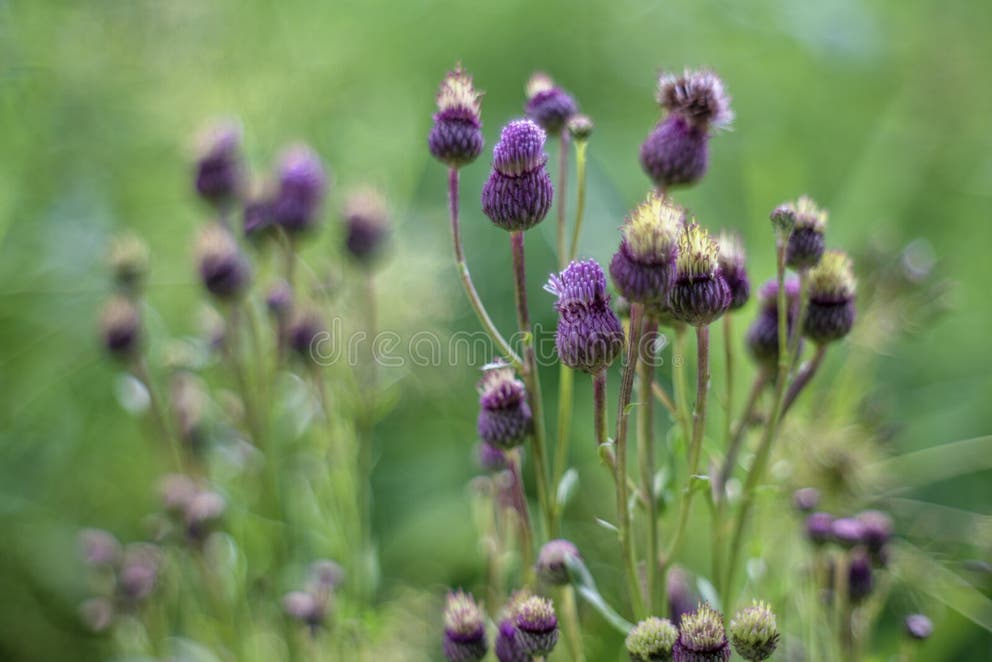 Carduus- Oder Cardonnacum Distelanlage Stockbild - Bild von tiefe ...