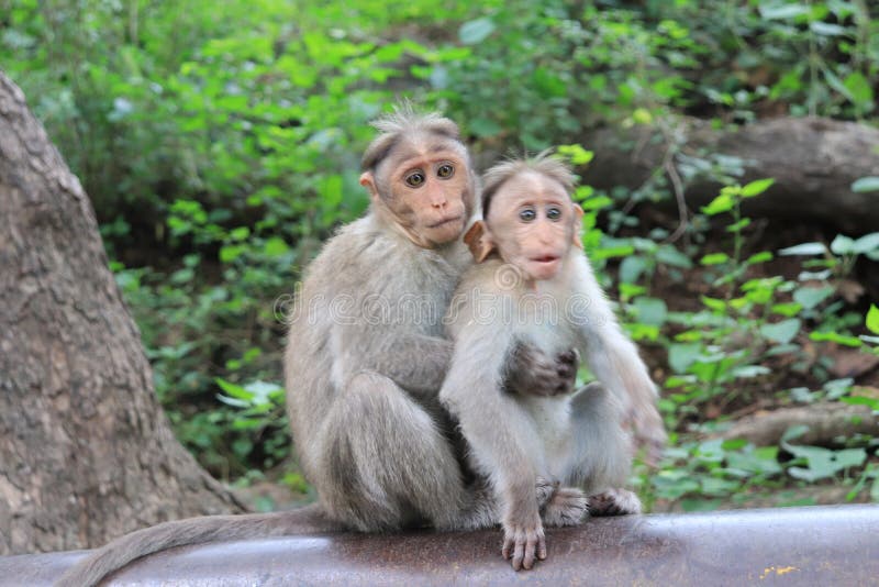 Care and Affection stock photo. Image of care, mothers - 177298902