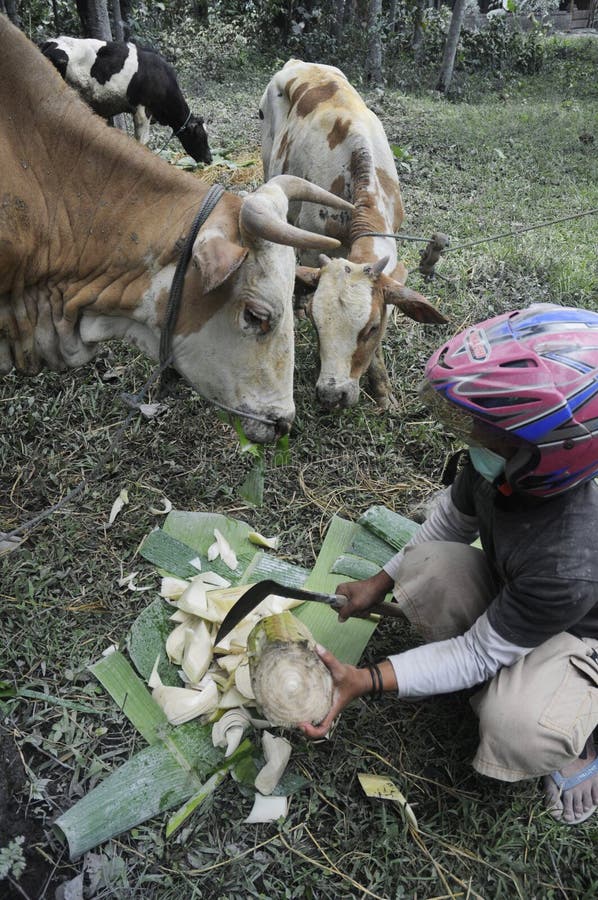 Care the cows editorial stock image. Image of indonesia - 40698254