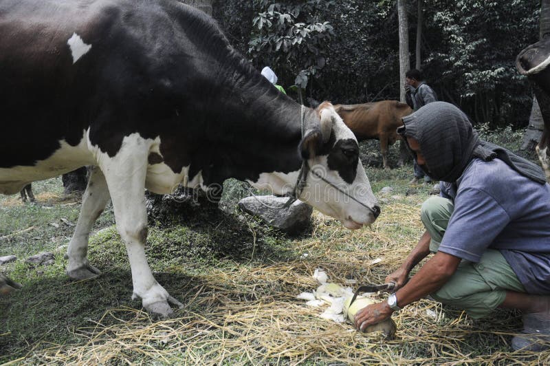 Care the cows editorial image. Image of cows, evacuated - 40698480