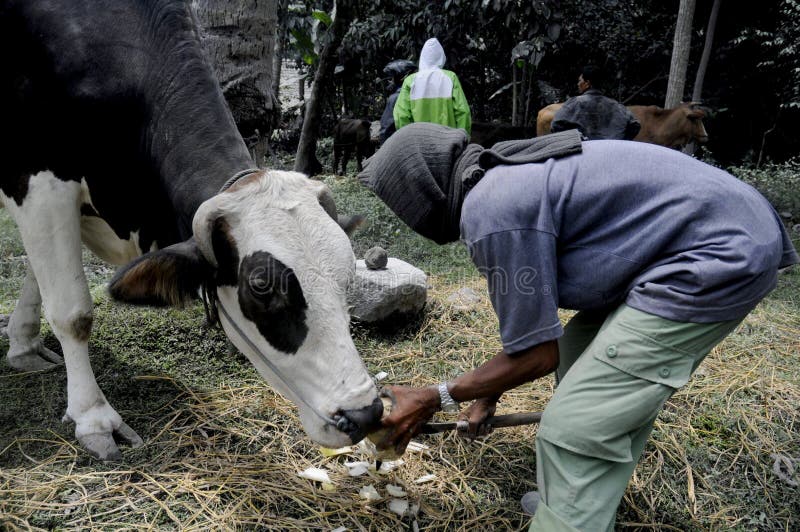 Care the cows editorial photo. Image of farmers, mount - 40698701