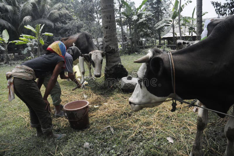 The Cows Take Turns Cooling Off in a Large Natural Pond on the Farm ...