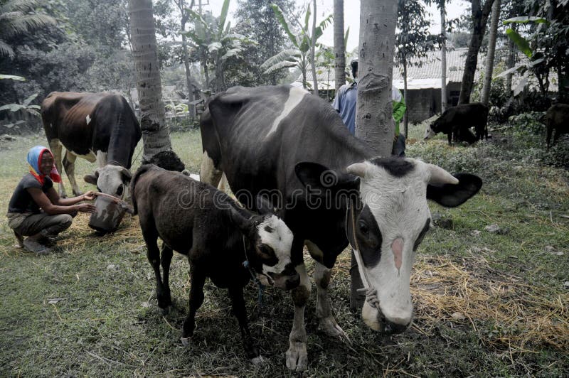 Care the cows editorial image. Image of evacuated, merapi - 40699205
