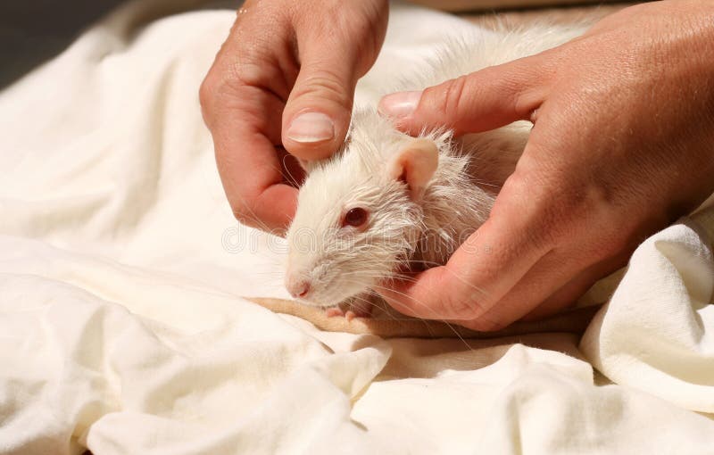 Care for a domestic rat stock photo. Image of closeup - 74421906