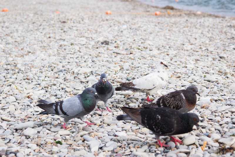 Care doves mating season. stock image. Image of hope - 112793091