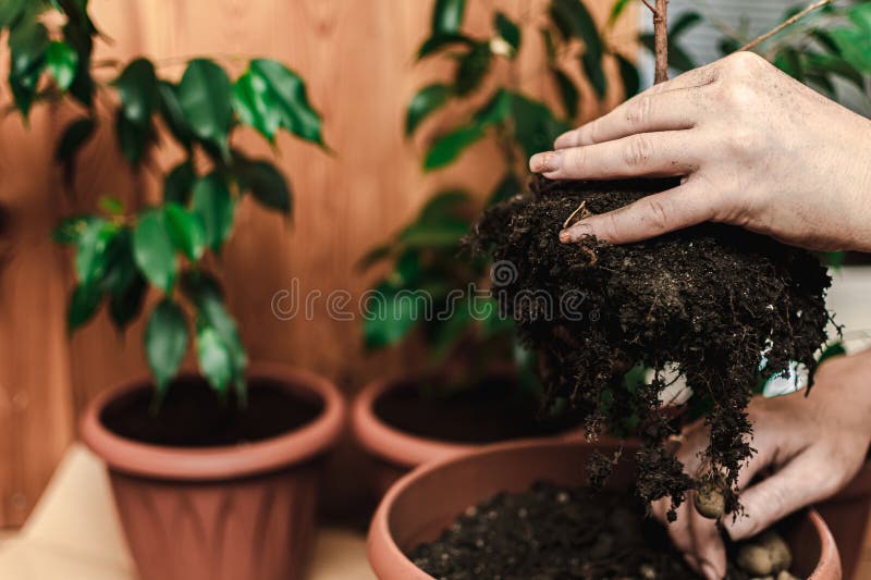 Care of plants at home stock image. Image of produce - 272151189
