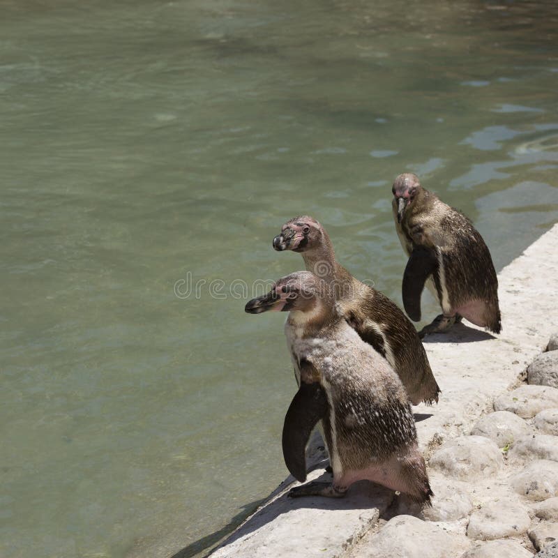 Care and Respect for Animals in the Zoo Stock Photo - Image of face ...