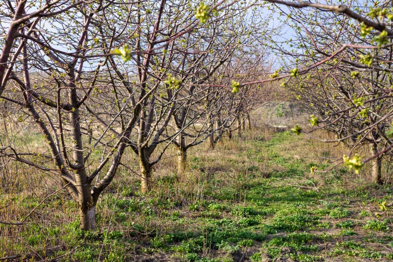 Care and Treatment of Cherry Orchard in the Spring in the Phase of ...