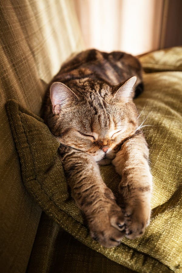 Carefree Cat is Taking a Nap Basking in the Sun. Stock Image - Image of ...