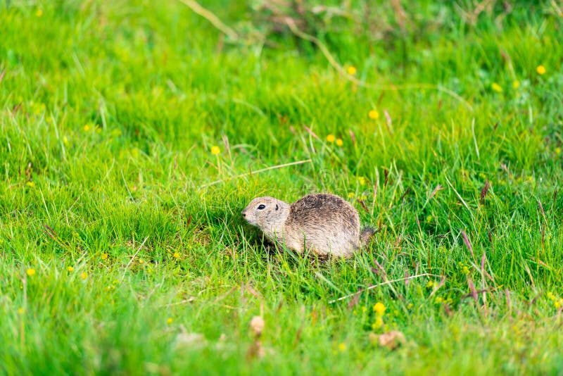 A Carefree Gopher Basks in the Rays of the Spring Sun Stock Photo ...