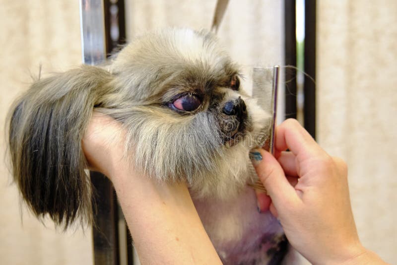 Careful Care of an Old Shitzu Dog with Sore Eyes Stock Photo - Image of ...