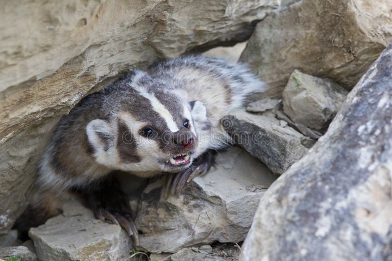 Badger Cubs playing stock image. Image of meles, mammal - 18346949