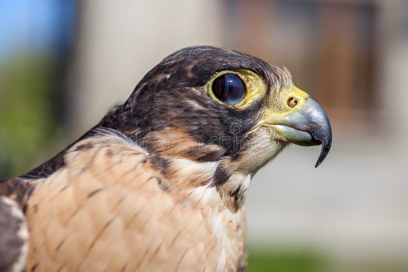 Careful Look of a Hawk Looking for a Possible Prey Stock Image - Image ...
