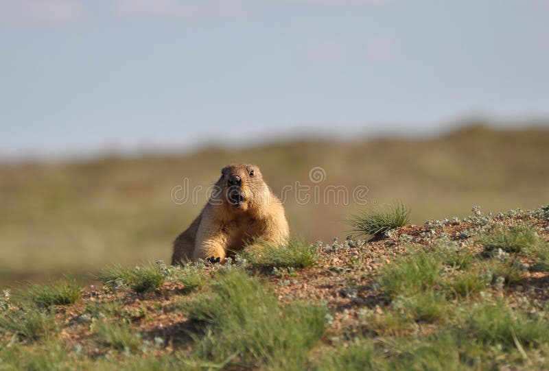 The Amusing Singing Groundhog. Stock Photo - Image of portrait ...