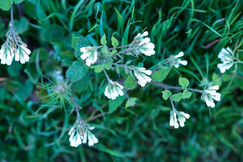 Careless flowers stock image. Image of flower, field - 92410625