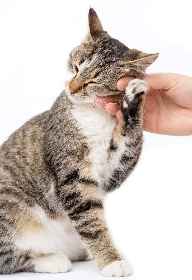 Caress a Cat on a White Background Stock Image - Image of funny ...