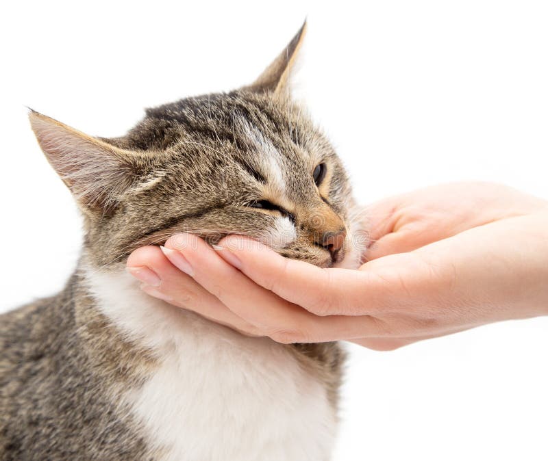 Caress a Cat on a White Background Stock Image - Image of friendly ...