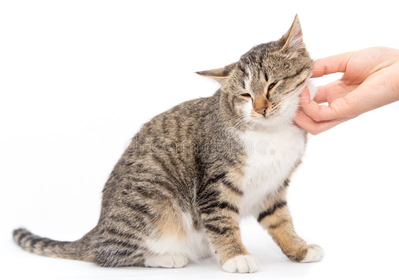 223 Hand Caress Cat Isolated White Background Stock Photos - Free ...