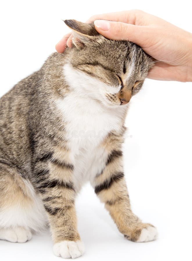 Caress a Cat on a White Background Stock Image - Image of friendly ...