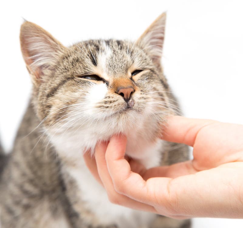 214 Hand Caress Cat Isolated White Background Stock Photos - Free ...