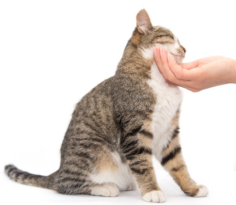 Caress a Cat on a White Background Stock Image - Image of friendly ...