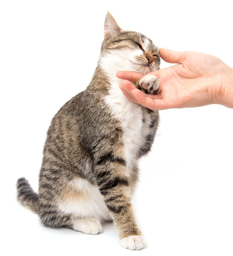 Caress a Cat on a White Background Stock Image - Image of funny ...