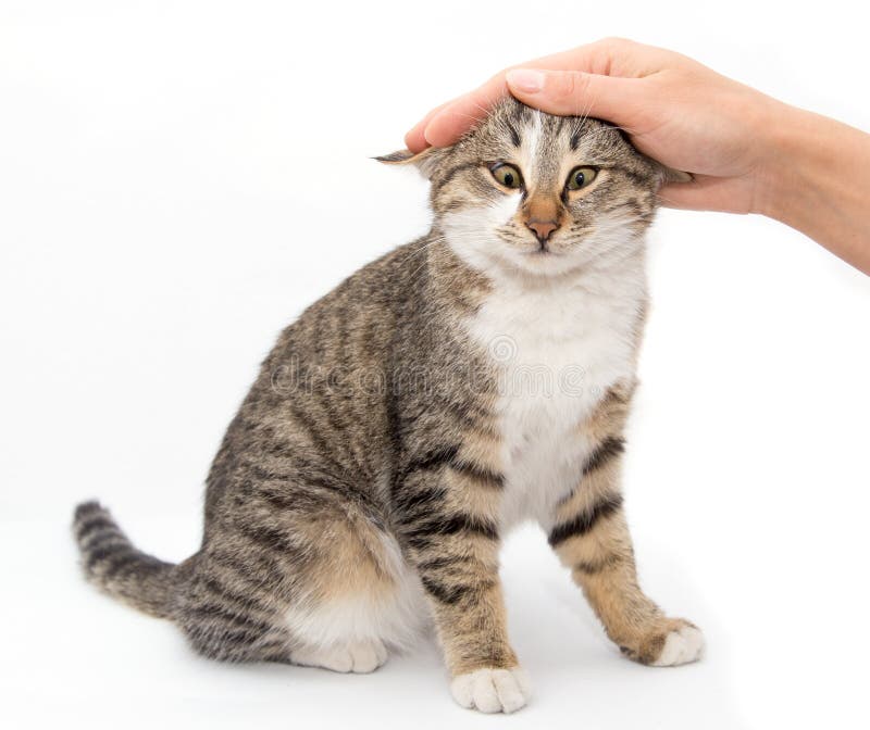 Caress a Cat on a White Background Stock Image - Image of funny ...