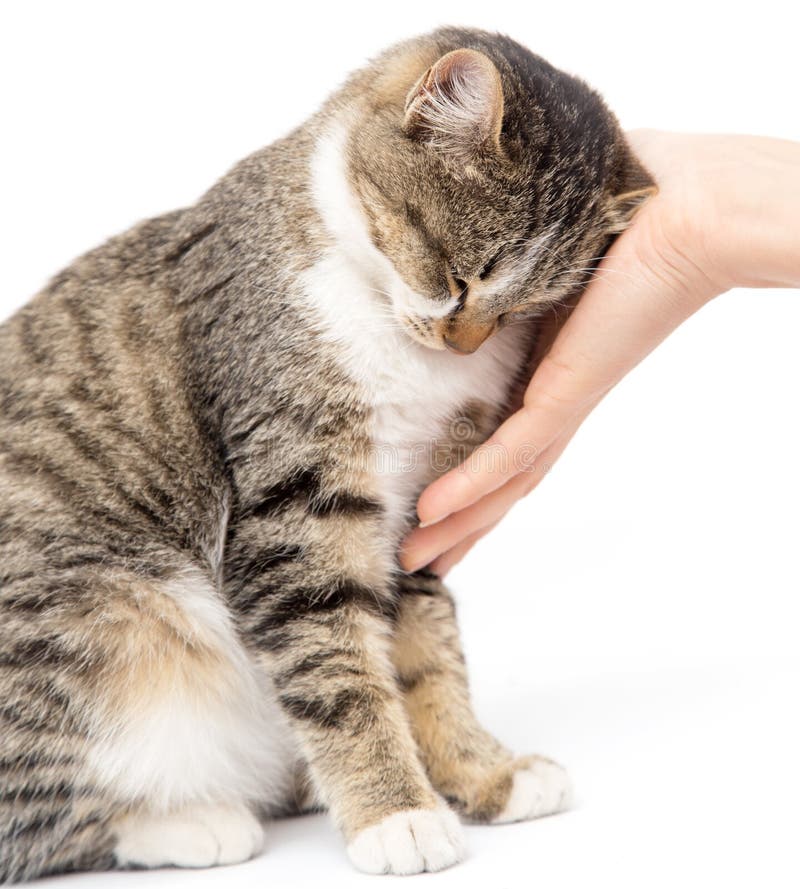 Caress a Cat on a White Background Stock Image - Image of friendly ...
